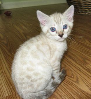 Exotic Snow Bengal Kittens for Sale and snow Bengal cats For Sale from ...